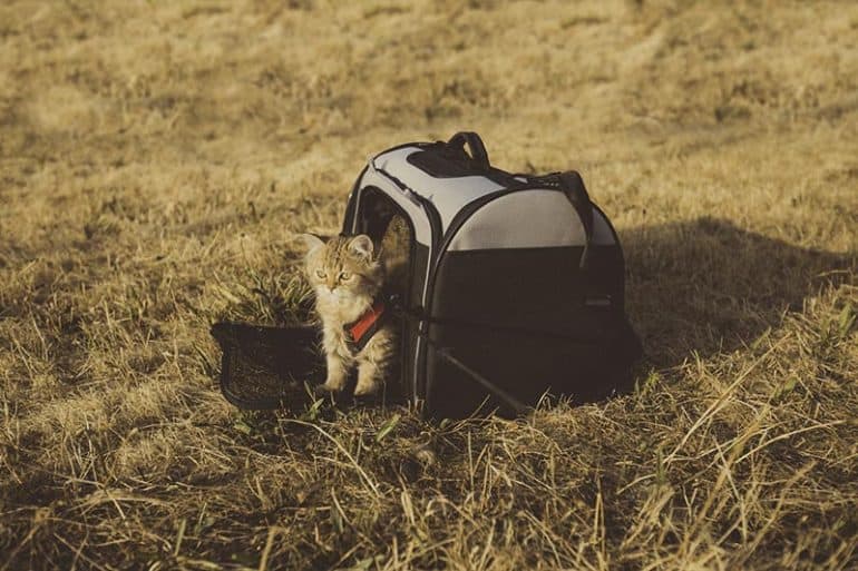 The 15 Best Cat Backpacks for Carrying Kitties 2026 • Escape Monthly